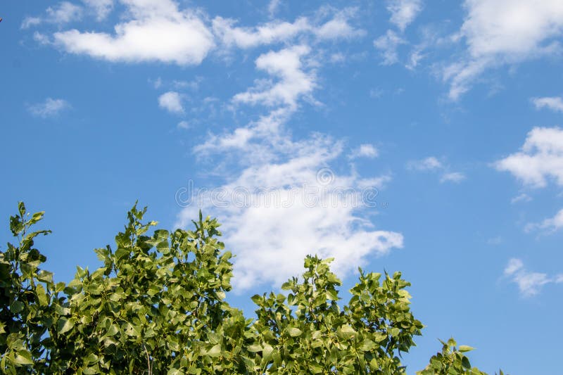 Green Tree Tops, Blue Sky and White Clouds Stock Image - Image of ...