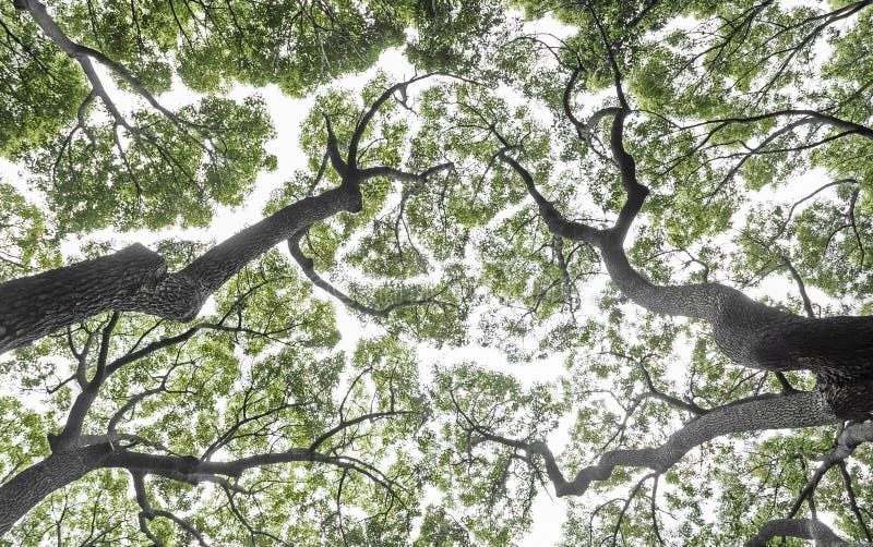 Green Tree Tops from Directly Below Stock Image - Image of nature ...