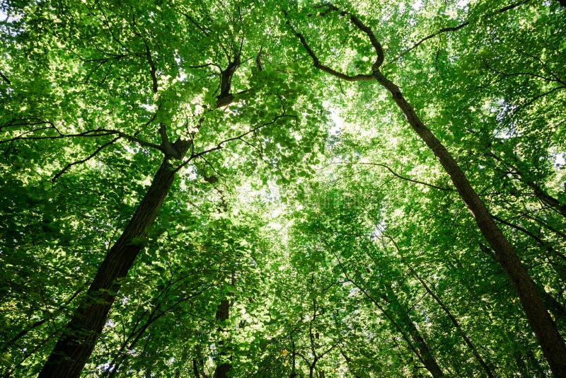 Green Tree Tops in the Forest Stock Image - Image of lush, ecology ...