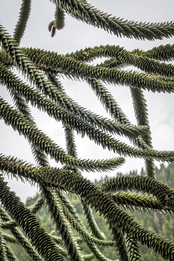 Green Tree Tops, Looking Up Stock Photo - Image of spruce, tops: 59664666