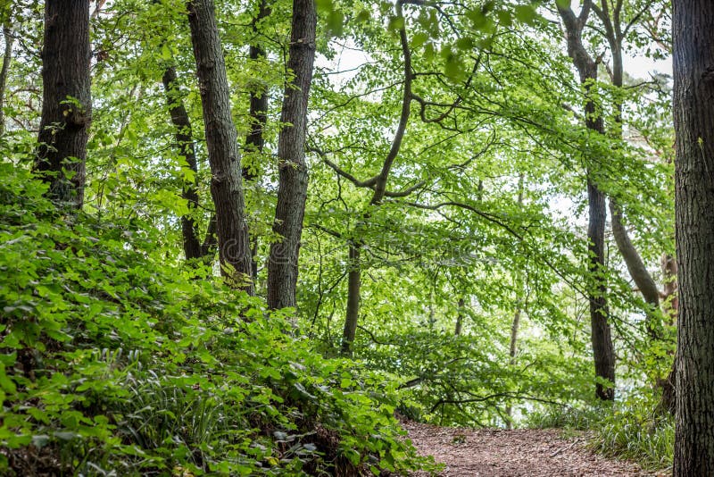 Green Tree Tops, Looking Up Stock Photo - Image of trail, tops: 59666956