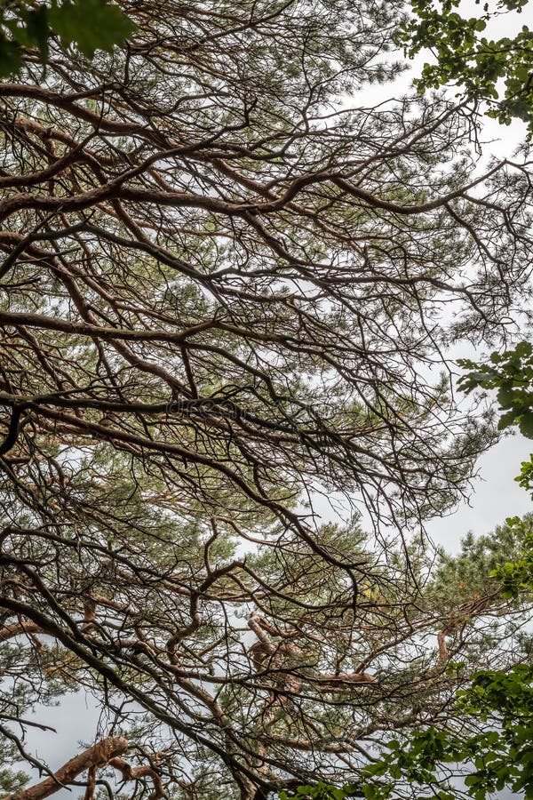 Green Tree Tops, Looking Up Stock Photo - Image of tree, twig: 59667378