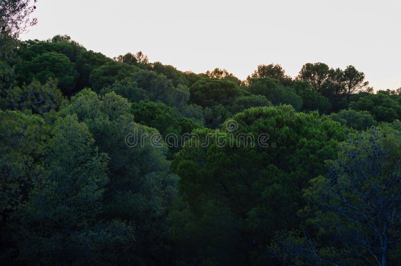 Green tree tops at sunset stock image. Image of morning - 224908547