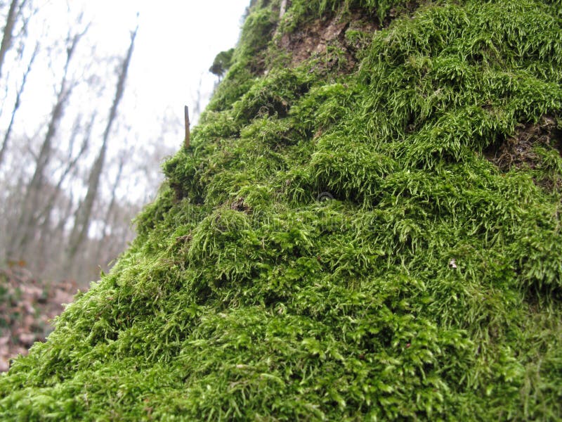 Green tree trunk stock photo. Image of trunk, natural - 67831536