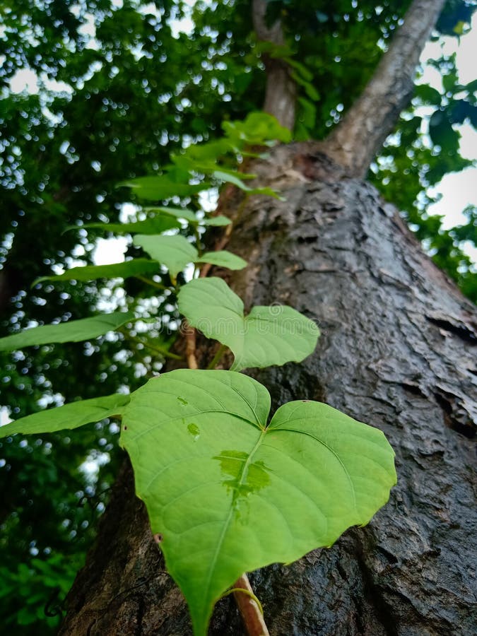 A Green Tree Trunk Laying on Big Stock Image - Image of nature, wild ...