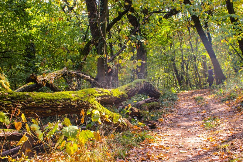 Green tree trunk stock photo. Image of midle, ground - 132883980