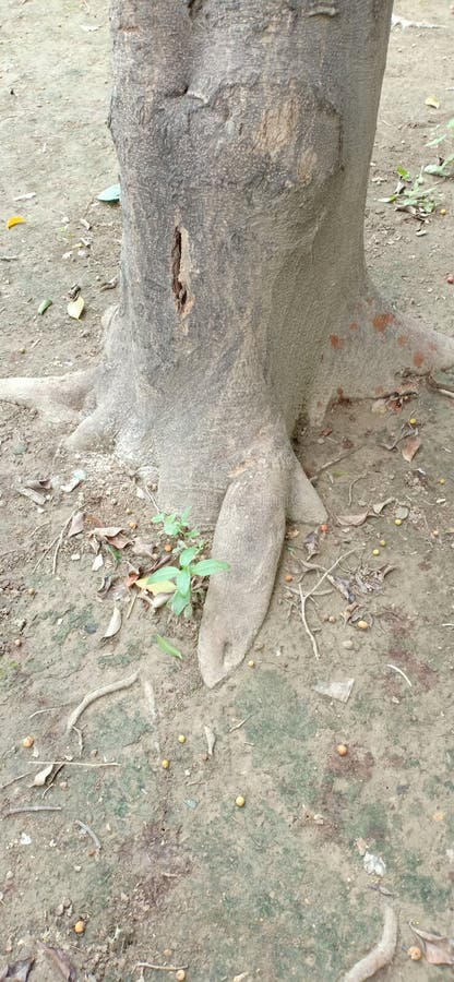 Green Tree Trunk on Outdoor Stock Image - Image of wood, nature: 194481195