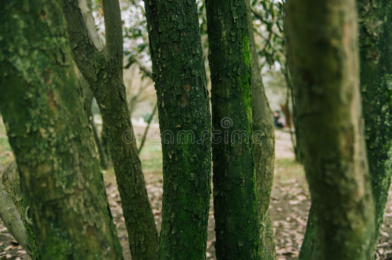 Green Tree Trunks in Forest Stock Photo - Image of nature, mosses ...