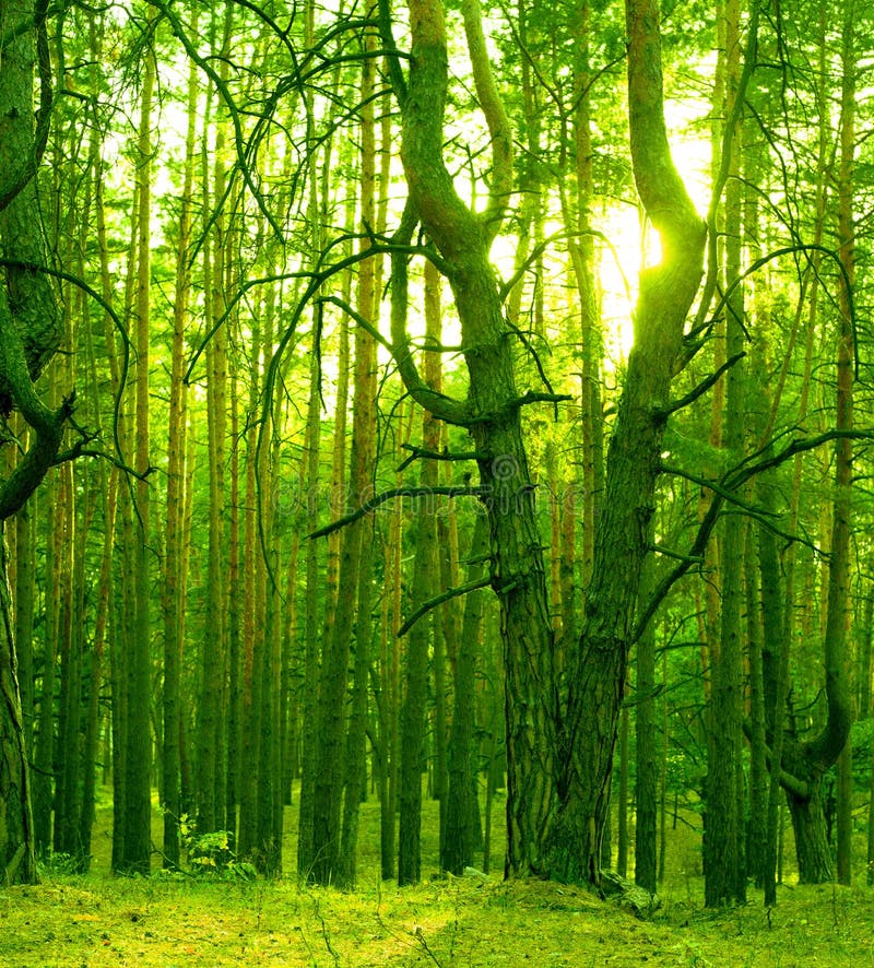 Green Tree Trunks in Etting Sun in Wild Forest Stock Photo - Image of ...