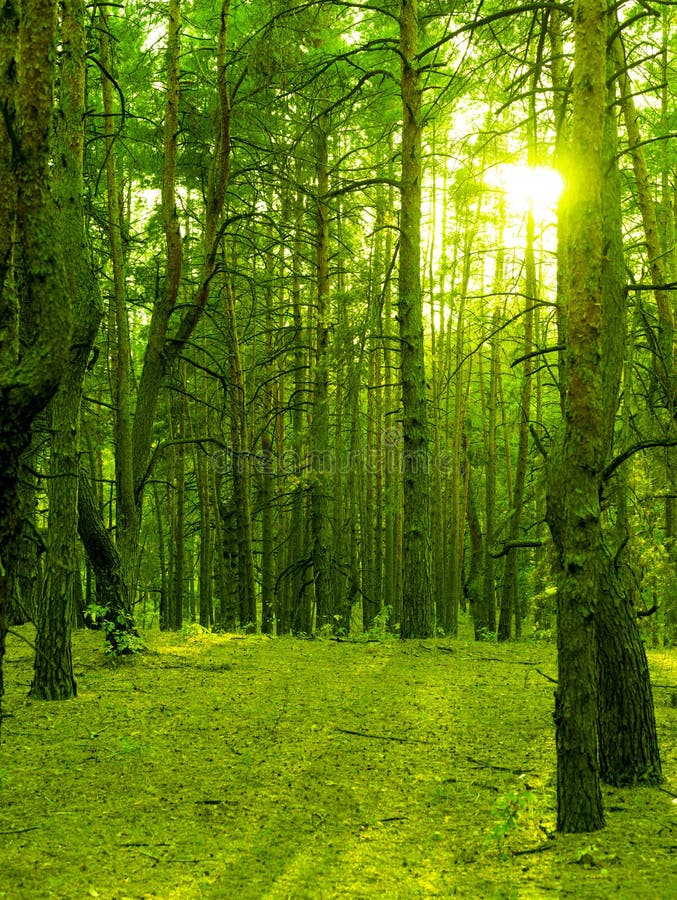 Green Tree Trunks in Setting Sun in Wild Forest Stock Photo - Image of ...