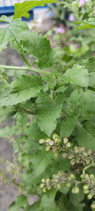 Green tree Tulsi stock image. Image of nice, beautiful - 257098475