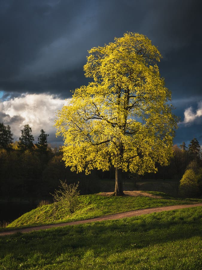 Green Tree Under the Sun in Dark Dramatic Weather Stock Image - Image ...