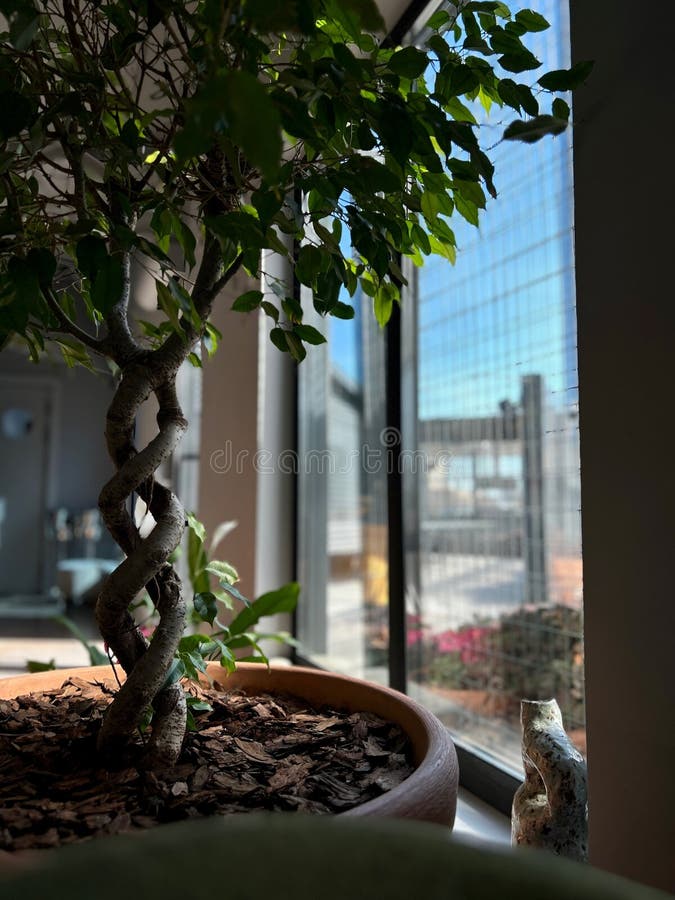 Green Tree with an Unusual Trunk Stock Photo - Image of lighting ...