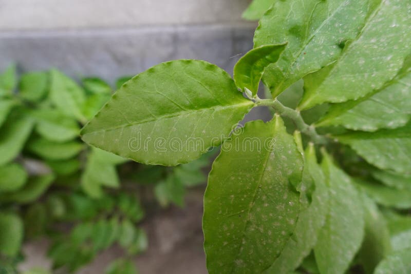 Green Tree Upper Shot. Green Leaves of Wet Plant with Rain. Stock Photo ...