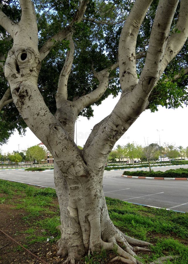 Green Tree in Urban Landscape Stock Image - Image of brown, grass ...