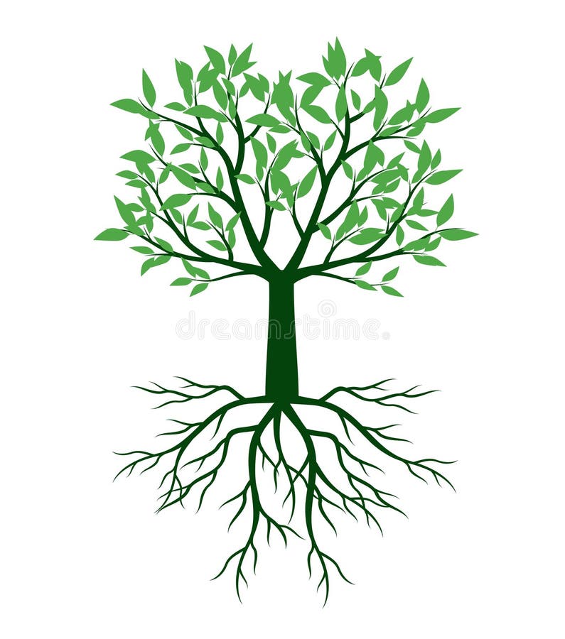 Green Tree with Fresh Leaves and Roots. Vector Outline Illustration ...