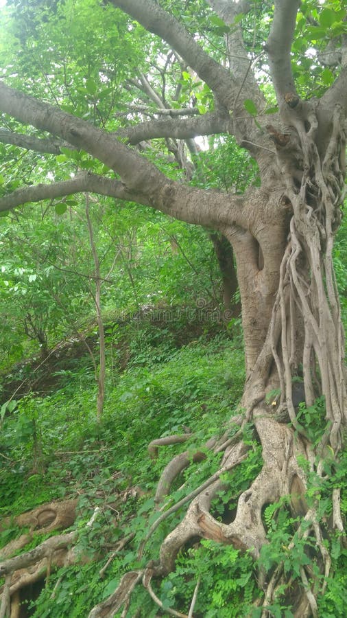 Green tree stock photo. Image of tree, green, beautiful - 122079490