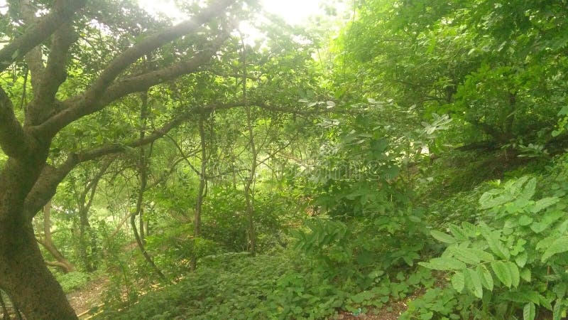 Green tree stock image. Image of beautiful, tree, green - 122097485