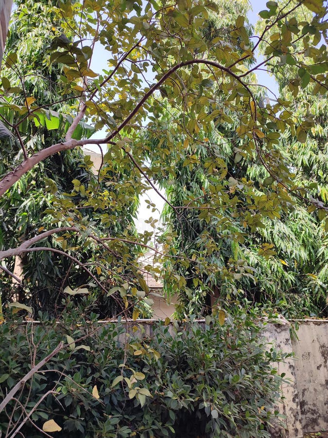 Green Tree View at the Backyard Stock Image - Image of tree, view ...