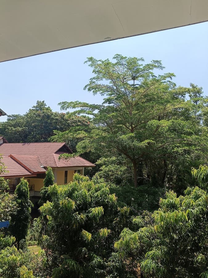 Green, Tree, View, Cool, Fresh Stock Image - Image of cool, tree: 323711961