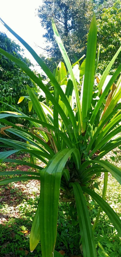 The Green Tree of View Growing in the Garden Stock Photo - Image of ...