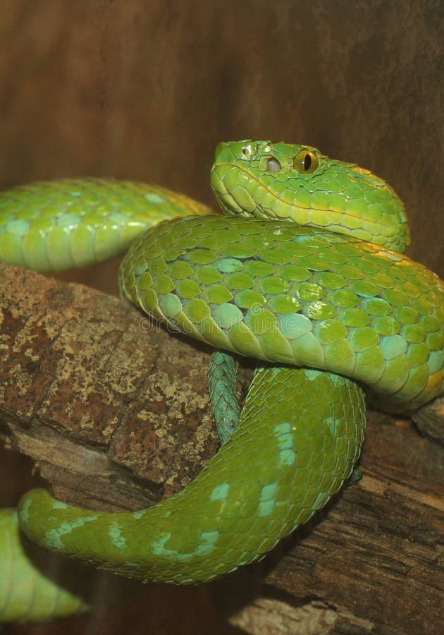 Green Tree Viper Snake stock photo. Image of tropical - 25933948