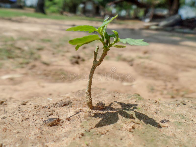 Green tree. stock photo. Image of plant, growth, cultivated - 89390760