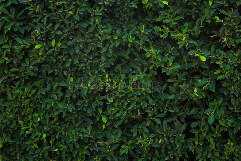 Green Tree Wall for Closeup Textured Background Pattern Stock Image ...