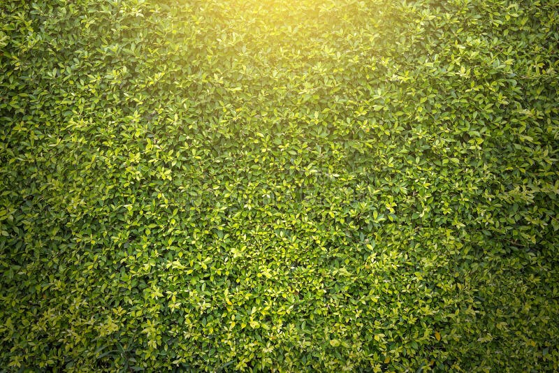 Green Tree Wall Texture for Backdrop Design, and Sun Light, and Free ...
