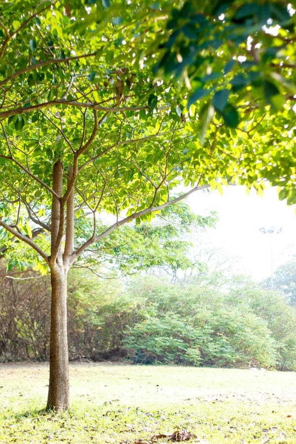Green Tree in Warm Light Atmosphere Stock Photo - Image of landscape ...