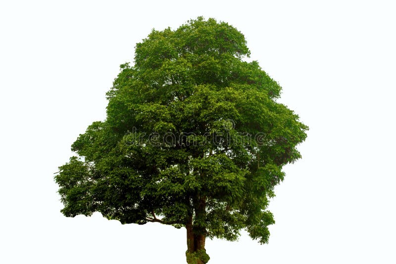 Green Tree on a White Background Stock Photo - Image of garden, ecology ...