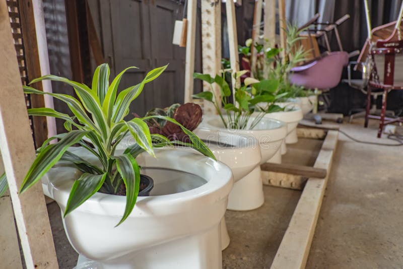 Green Tree in White Flush Toilet Stock Image - Image of decoration ...