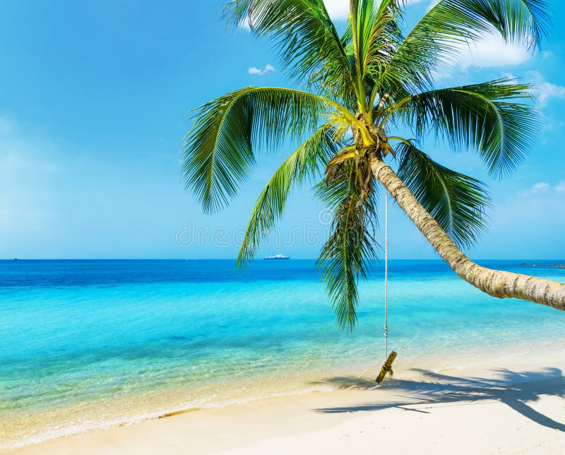 Green Tree on White Sand Beach Stock Image - Image of beach, sand: 32695613