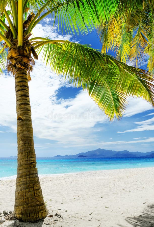 Green Tree on White Sand Beach Stock Photo - Image of relax, idyllic ...
