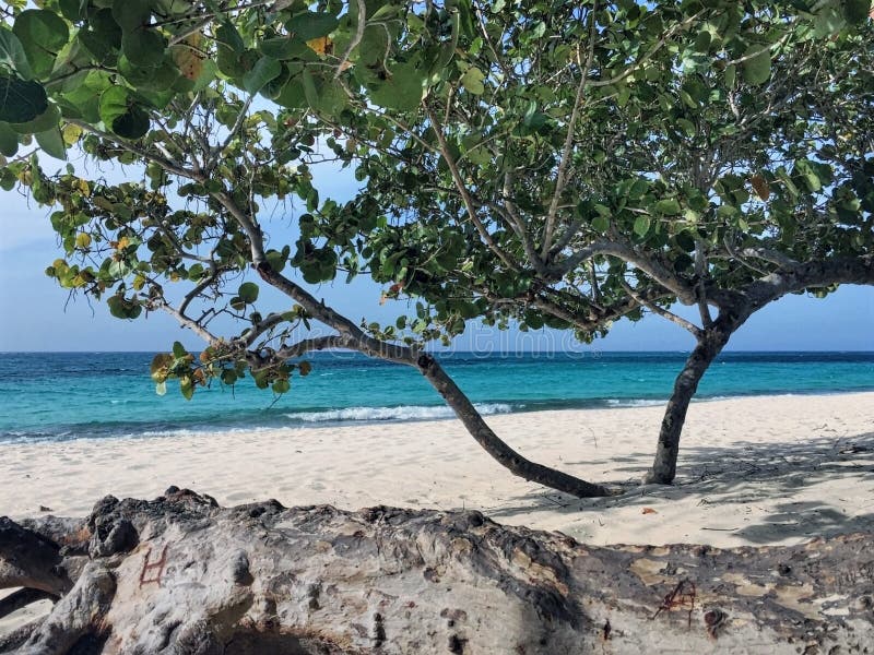 Green Tree on White Sand Tropical Beach Stock Photo - Image of ...