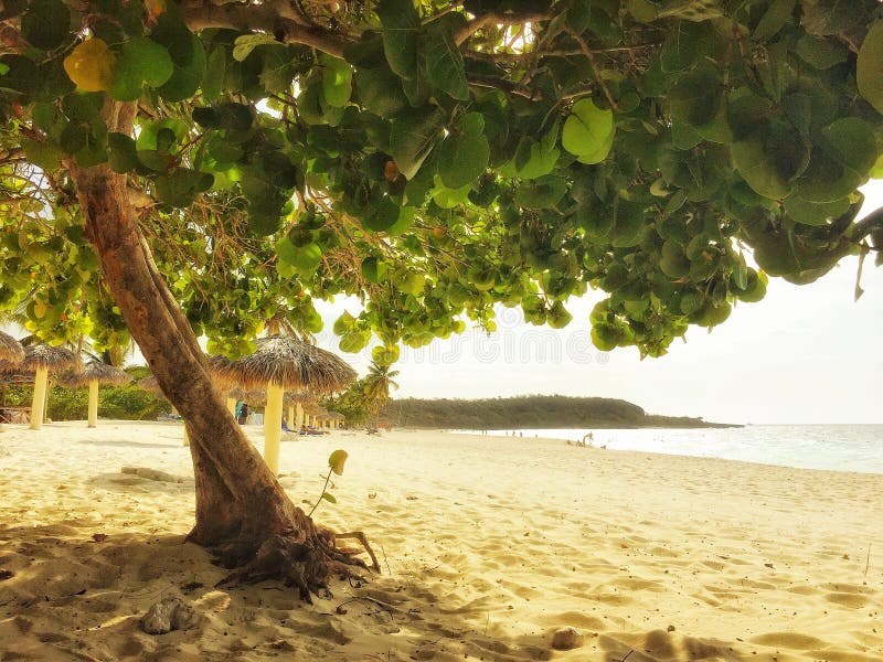 Green Tree on White Sand Tropical Beach Stock Image - Image of travel ...