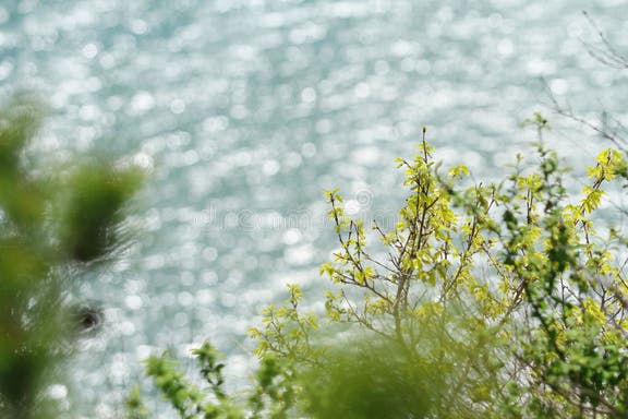 Green tree in the wind stock image. Image of woodland - 387690559