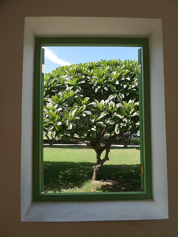 Green tree in window frame stock photo. Image of tree - 74507554