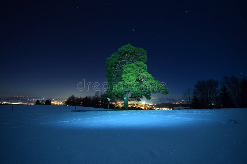Green Tree in winter night stock photo. Image of horizon - 59043198