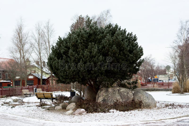 Green Tree in Winter . Winter in Sweden Stock Image - Image of plant ...