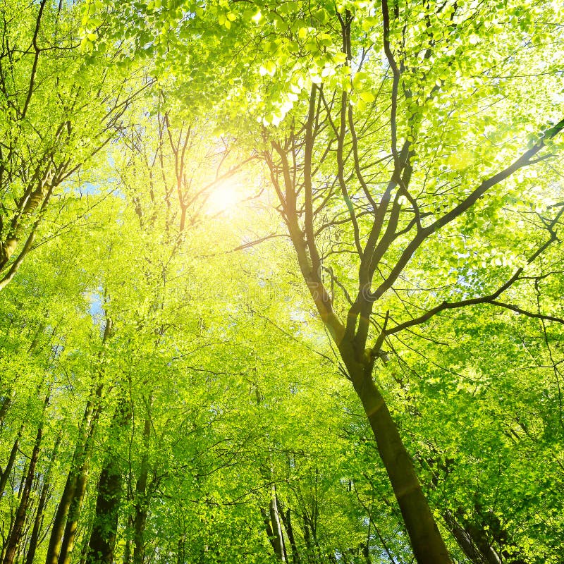 Green Tree Wood Environment Stock Image - Image of fresh, forest: 223258671