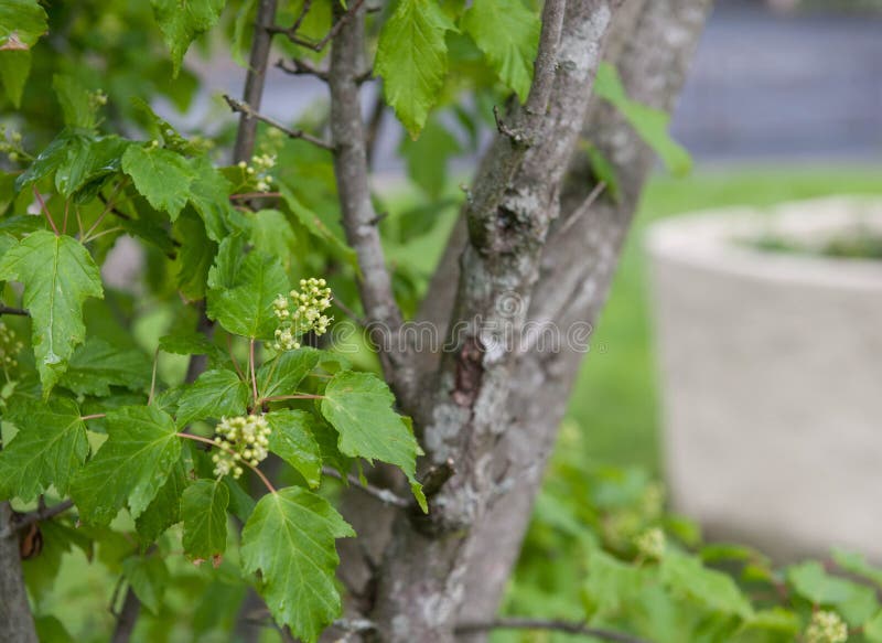 A Green Tree with Yellow Buds Stock Photo - Image of flower, nature ...