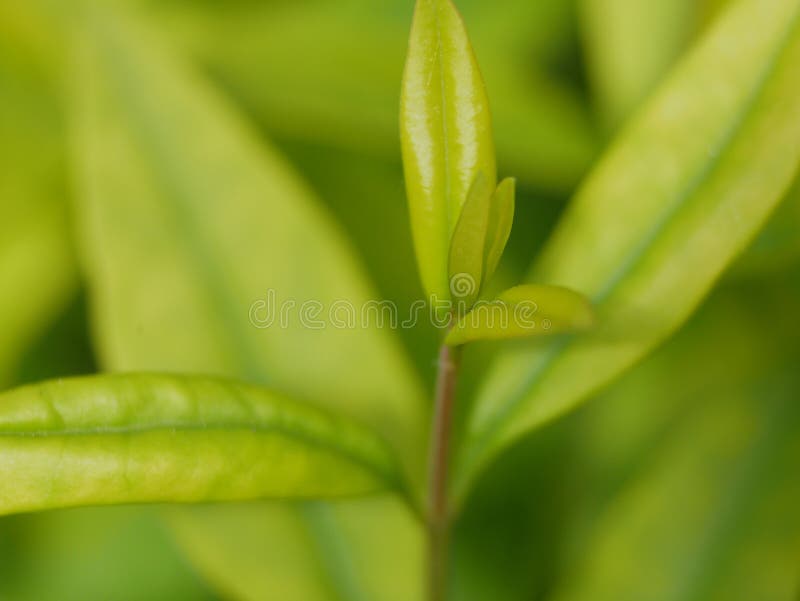 Green Tree Young Fresh Spring Sprout Close-up Macro. Background ...