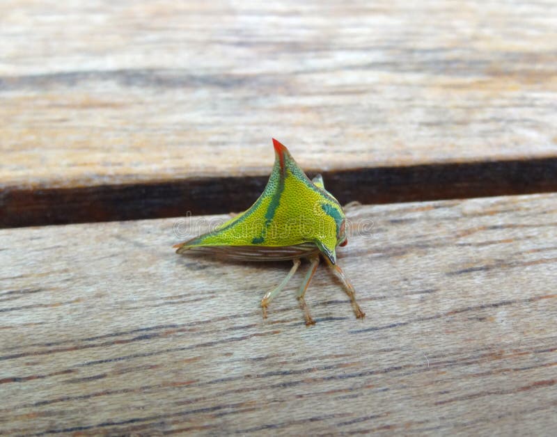 Tri-colored Thorn Bug on Green Thorny Branch Stock Image - Image of ...