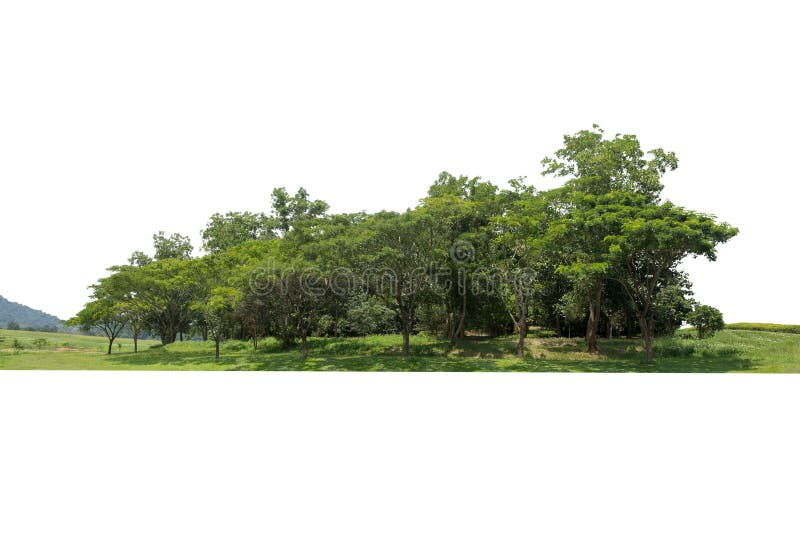 547 Treeline Texture Stock Photos - Free & Royalty-Free Stock Photos ...