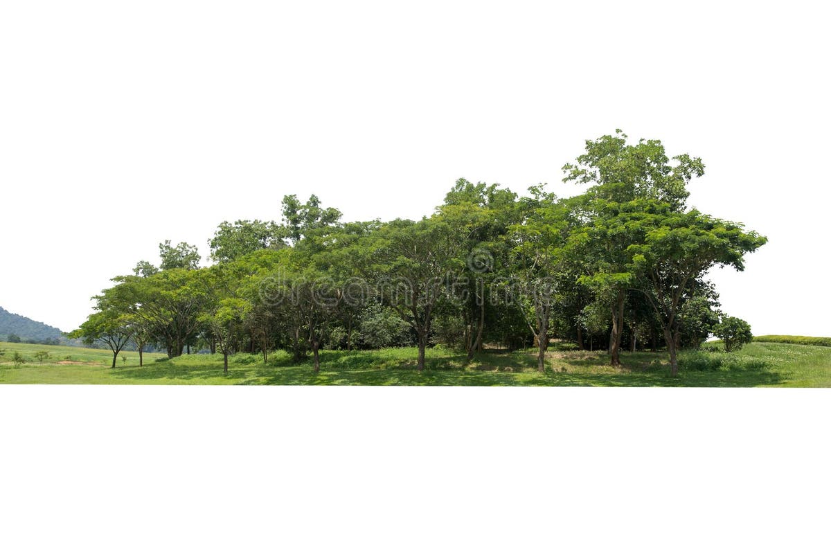 459 Treeline Texture Stock Photos - Free & Royalty-Free Stock Photos ...