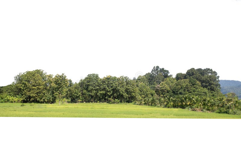 Green Treeline Isolated on White Background Stock Photo - Image of ...