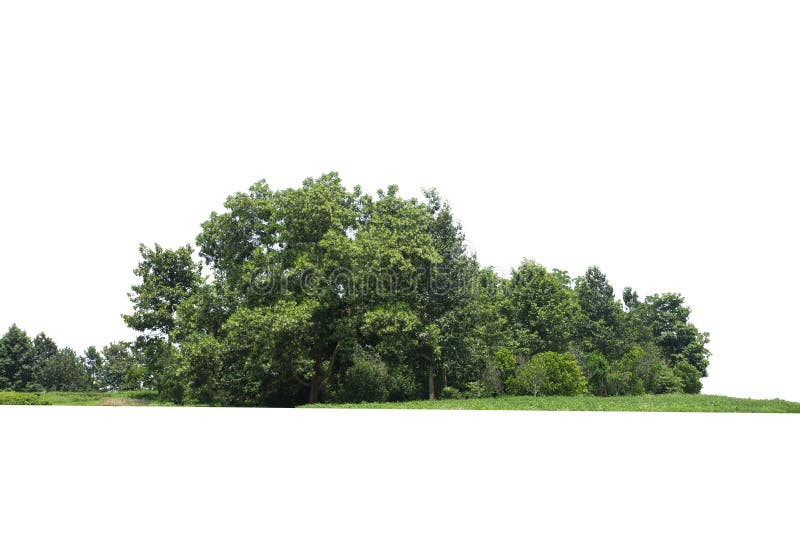 Green Treeline Isolated on White Background Stock Photo - Image of ...