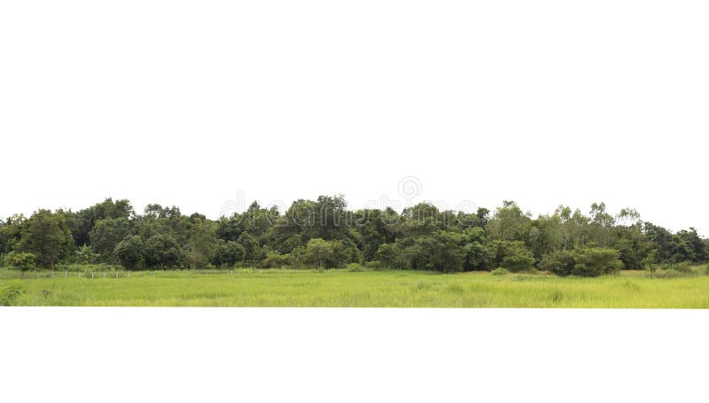 Very High Definition Treeline Isolaeted on a White Background Stock ...