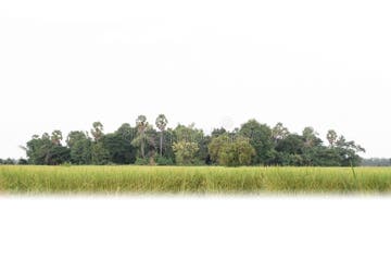 485 Treeline Texture Stock Photos - Free & Royalty-Free Stock Photos ...